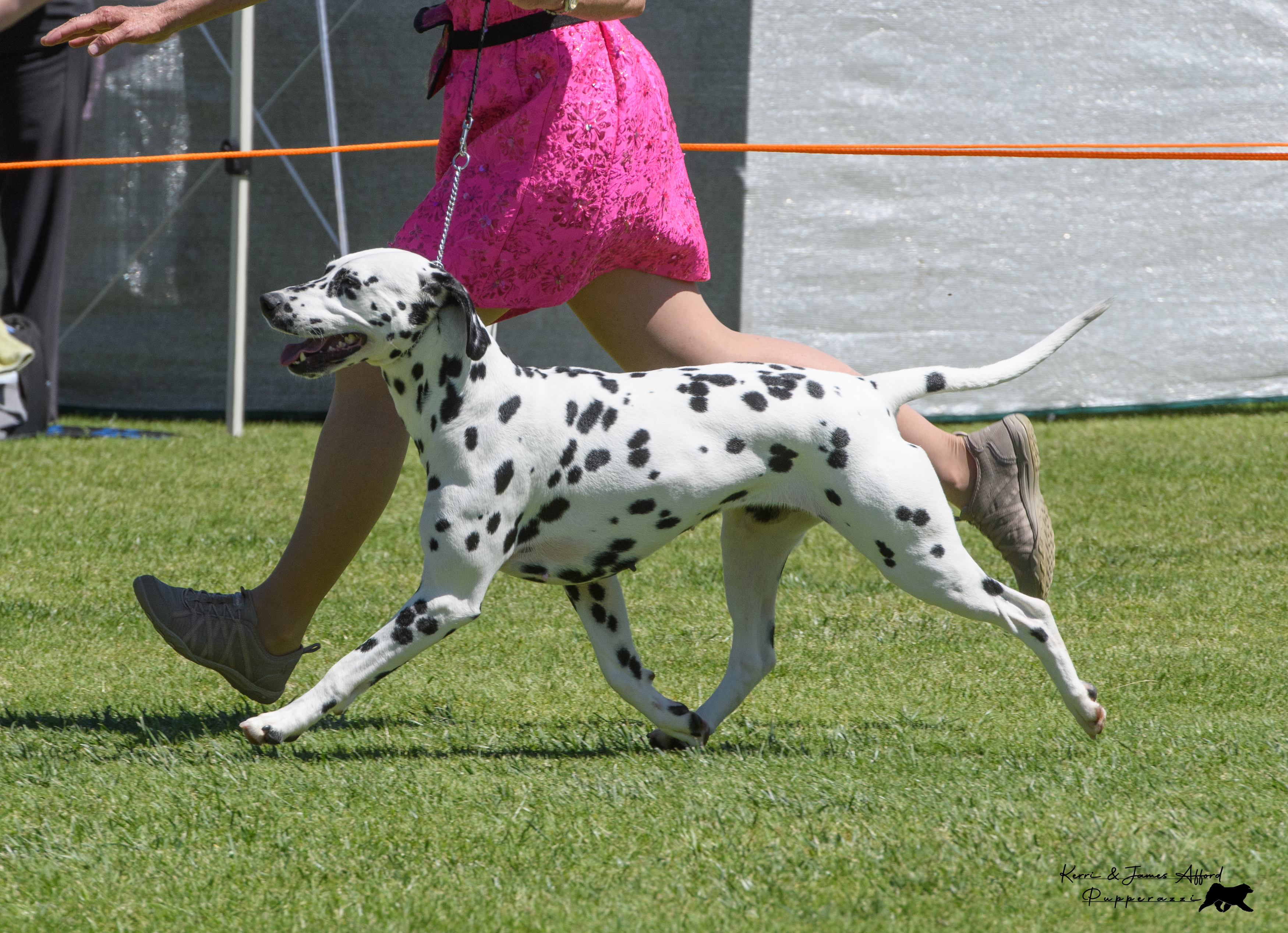 CCDals Ruby Rose Dalmatian - Owned by Cecilia Langton-Bunker