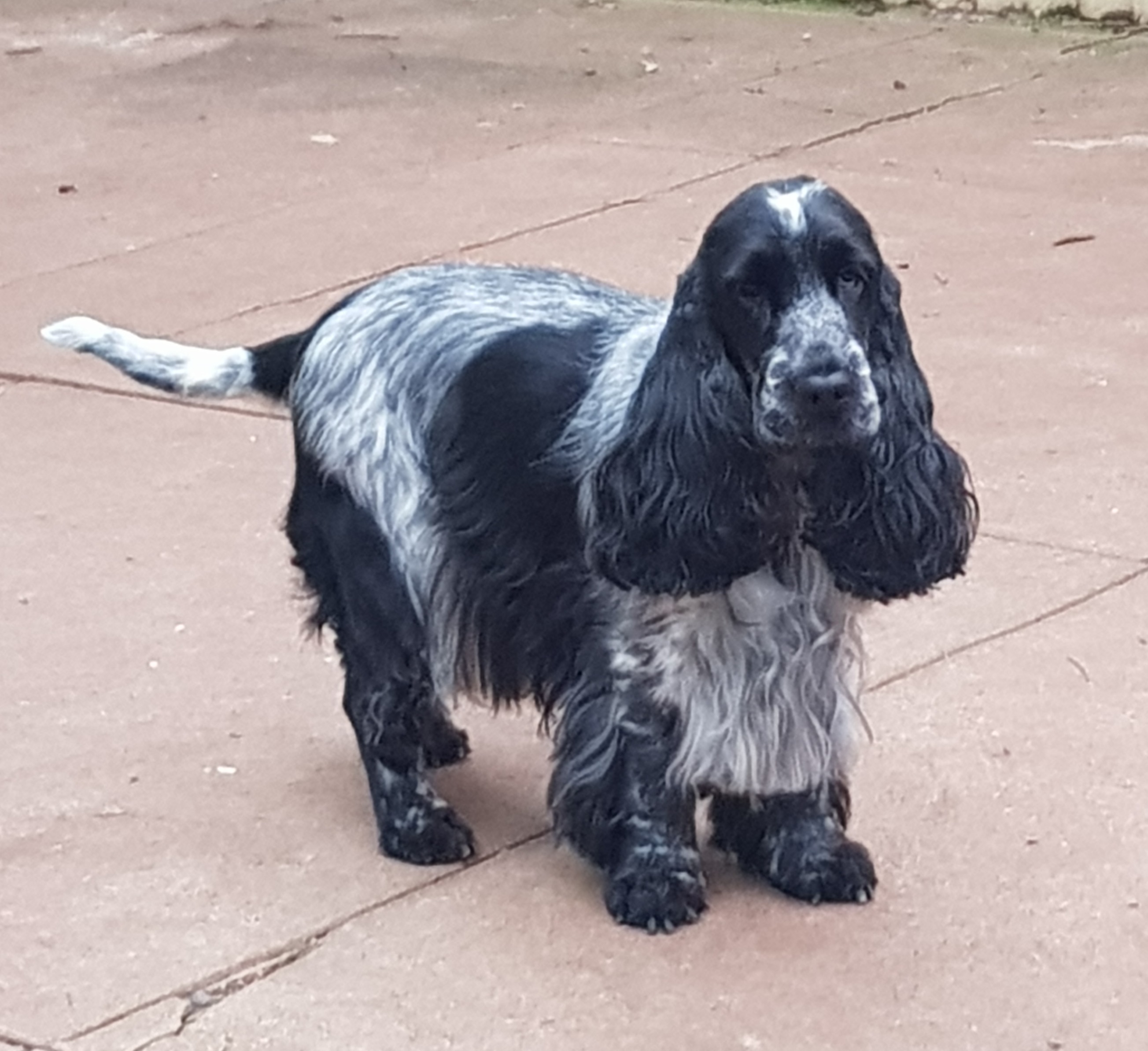Vonderwei Coco Chanel Cocker Spaniel - Owned by Brock Davies