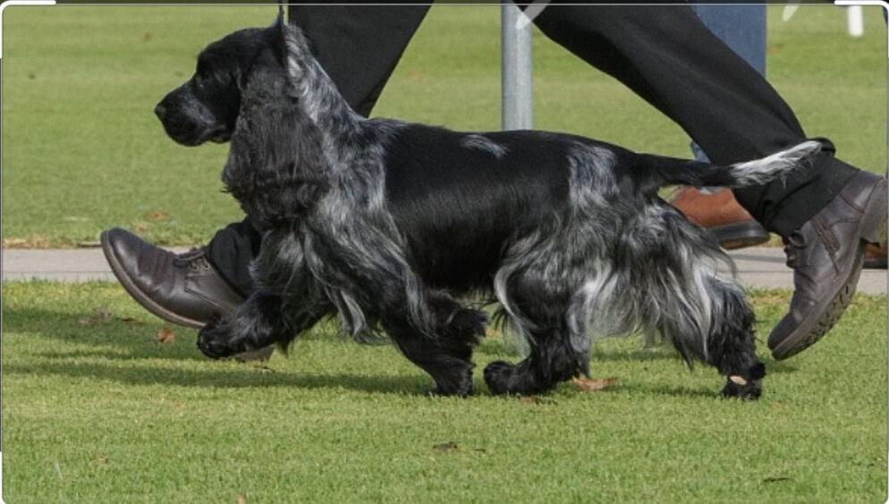 Aust Ch. Jadizac Angel of Midnight Blue Cocker Spaniel - Owned by Mr ...
