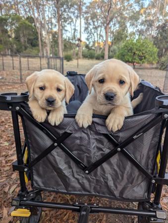 Labrador Retriever Puppies for Sale, VIC