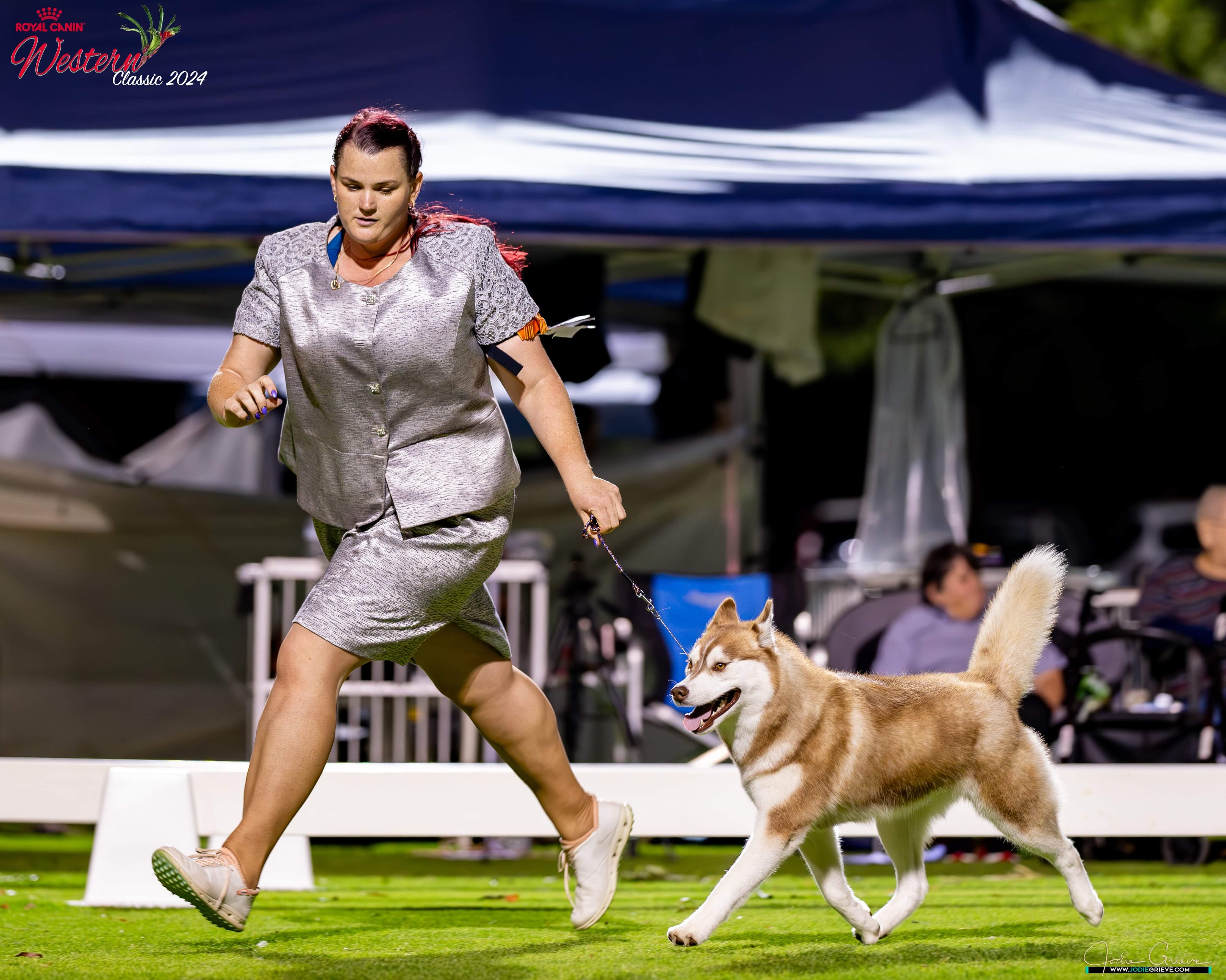 Aust Ch Dencasstique Made By Request Siberian Husky - Owned by Desiree ...
