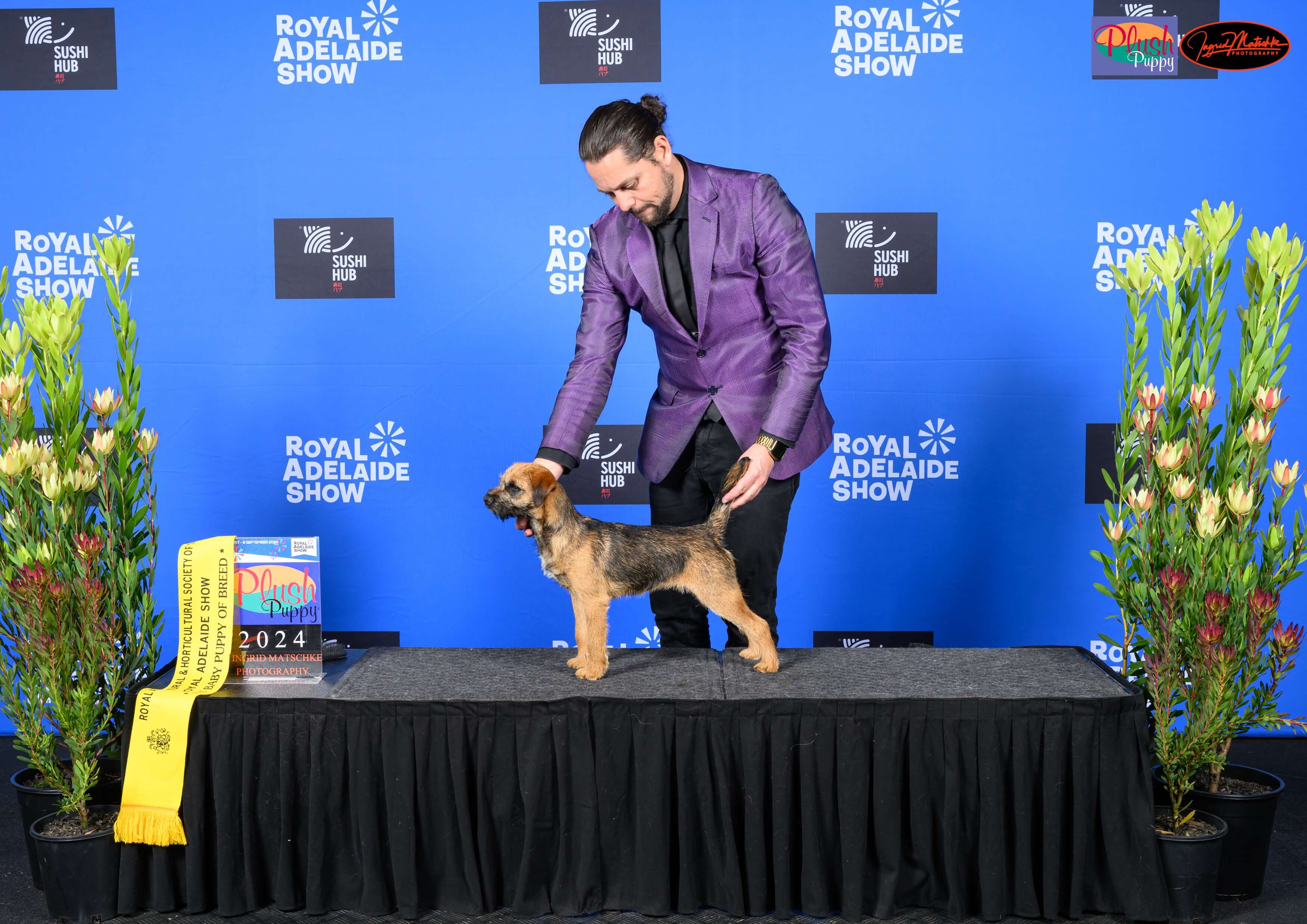 Bohunt After The Fire Border Terrier - Owned by Chanpema Kennels