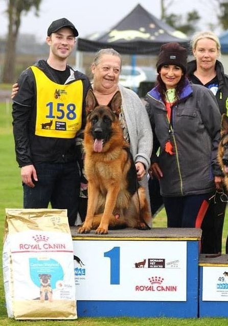 Freinhauf Uther German Shepherd Dog - Owned by Jacqueline Redmond