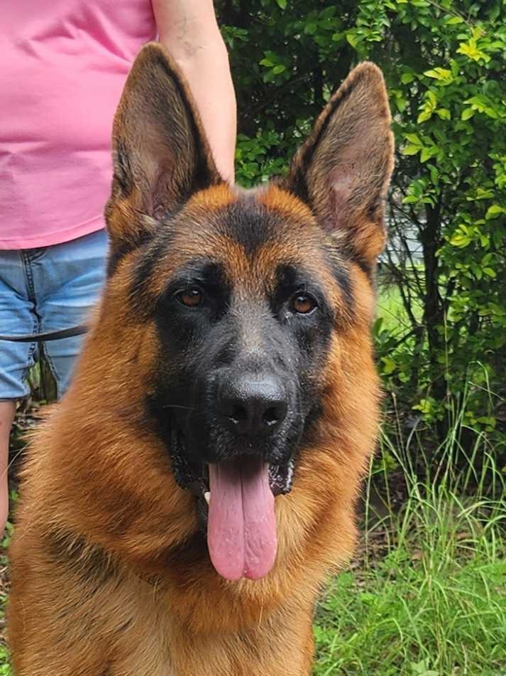 Freinhauf Uther German Shepherd Dog - Owned by Jacqueline Redmond
