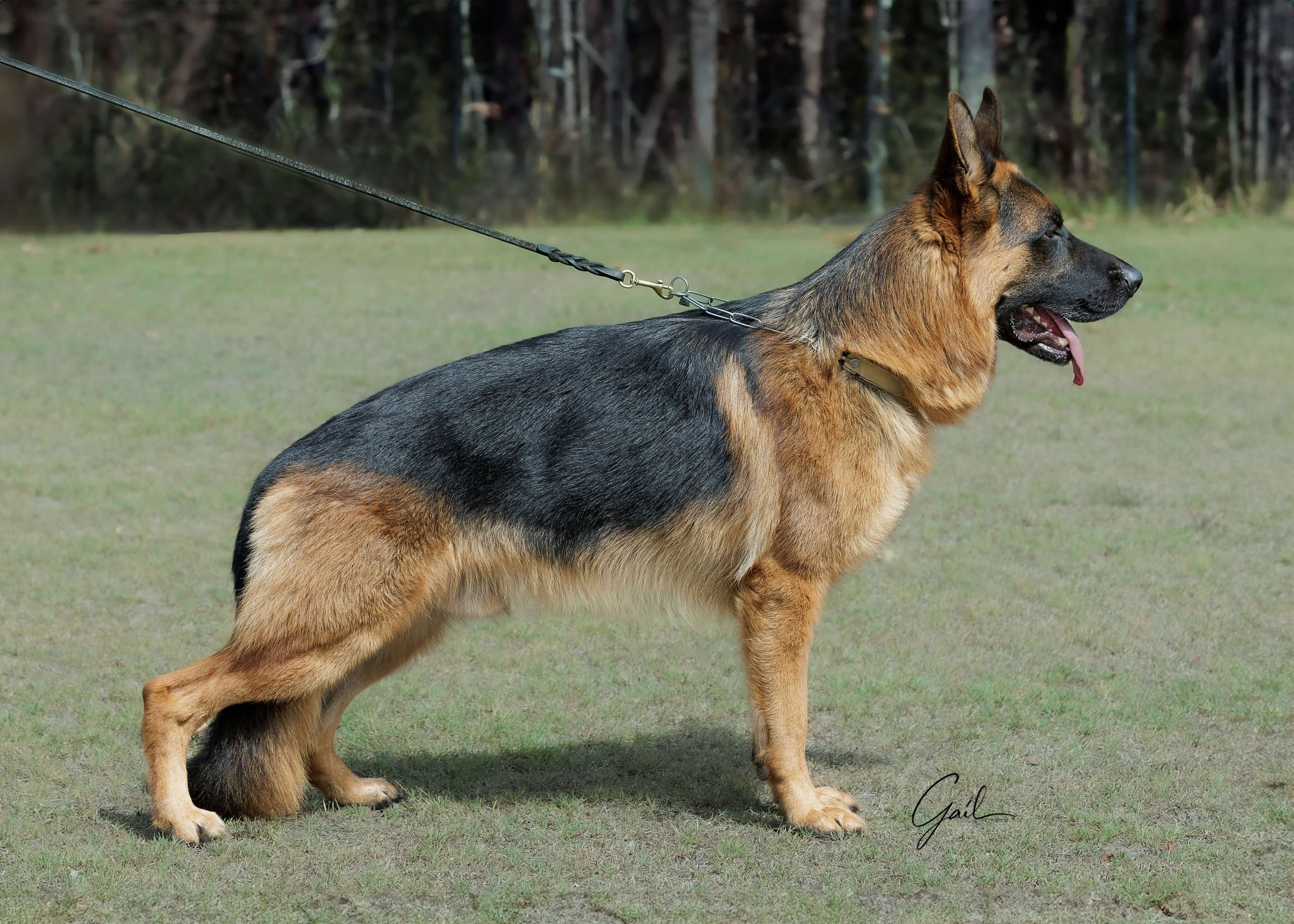 Freinhauf Uther German Shepherd Dog - Owned by Jacqueline Redmond