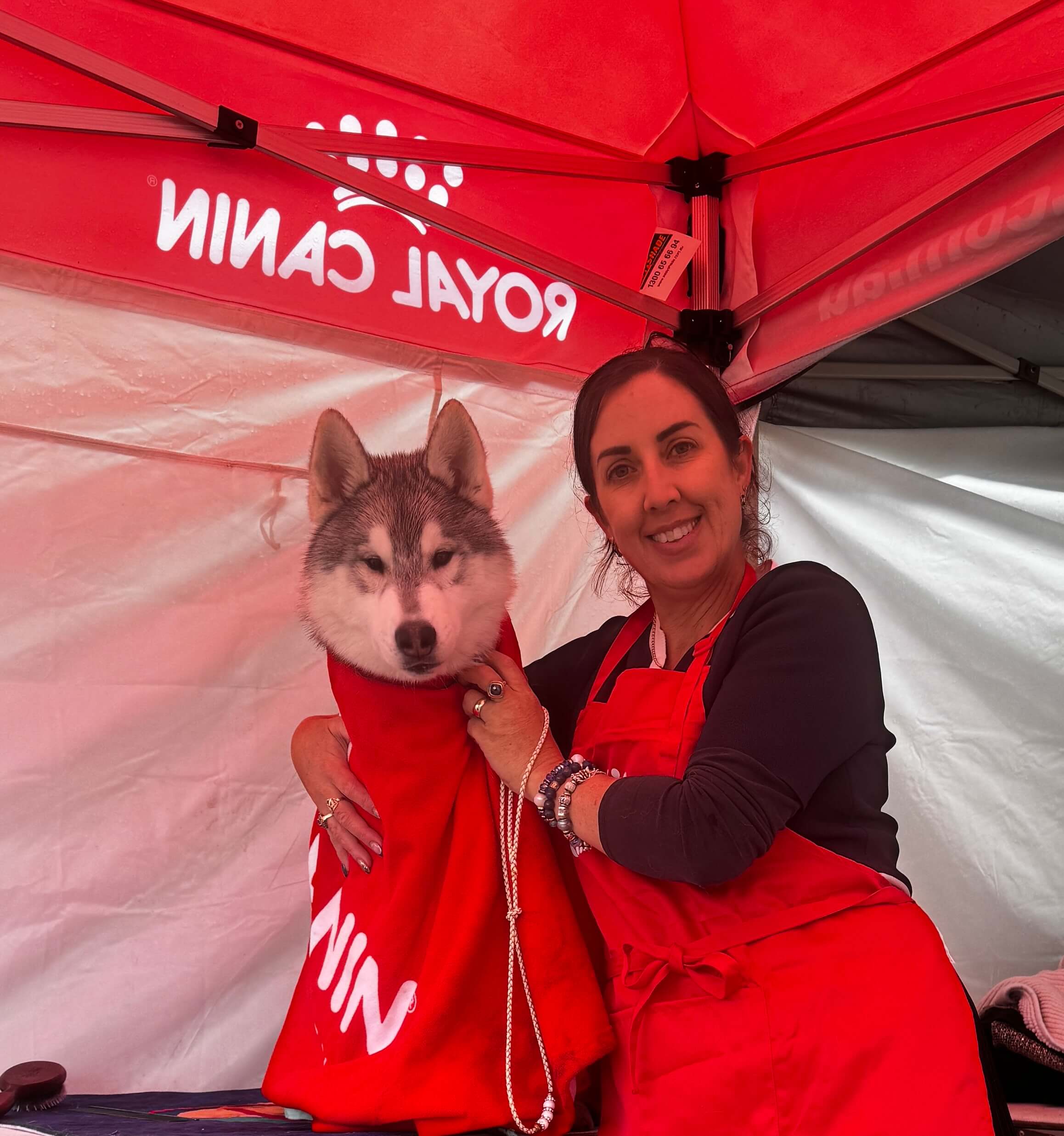 Articpride Gamble Of Fortune Siberian Husky - Owned by Robert and Bobby ...