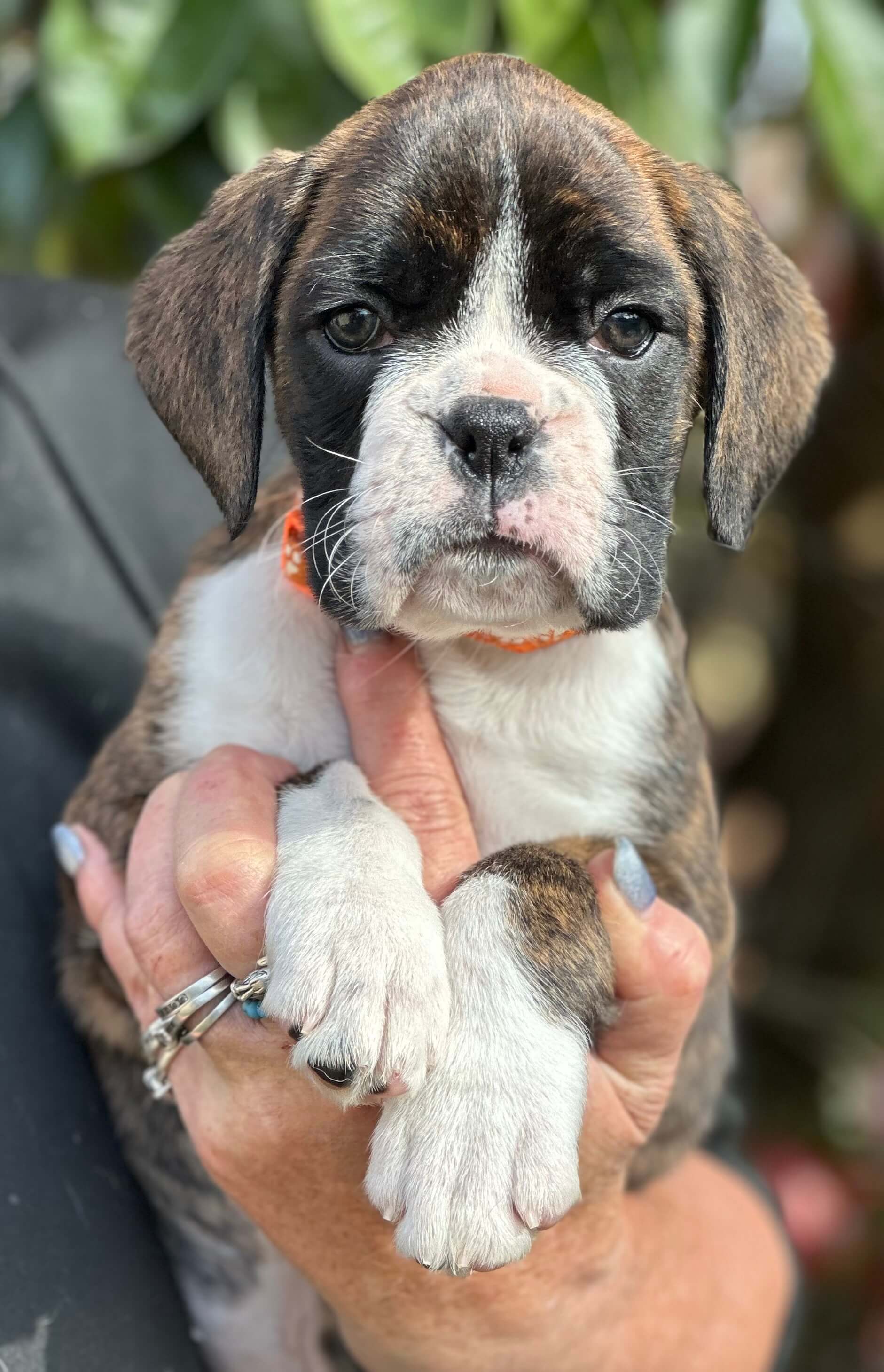 Bocsavil Do U Believe In Magic Boxer - Owned by M & J Carey