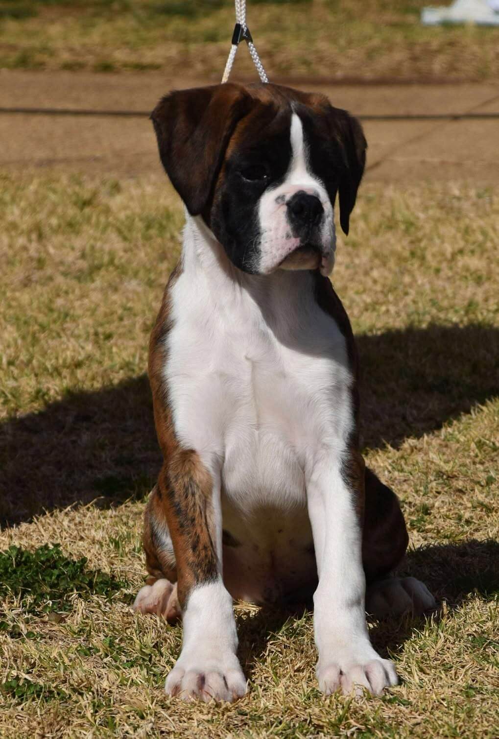 Bocsavil My Kinda Magic Boxer - Owned by M & J Carey