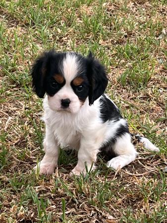Cavalier King Charles Spaniel Puppies for Sale, NSW