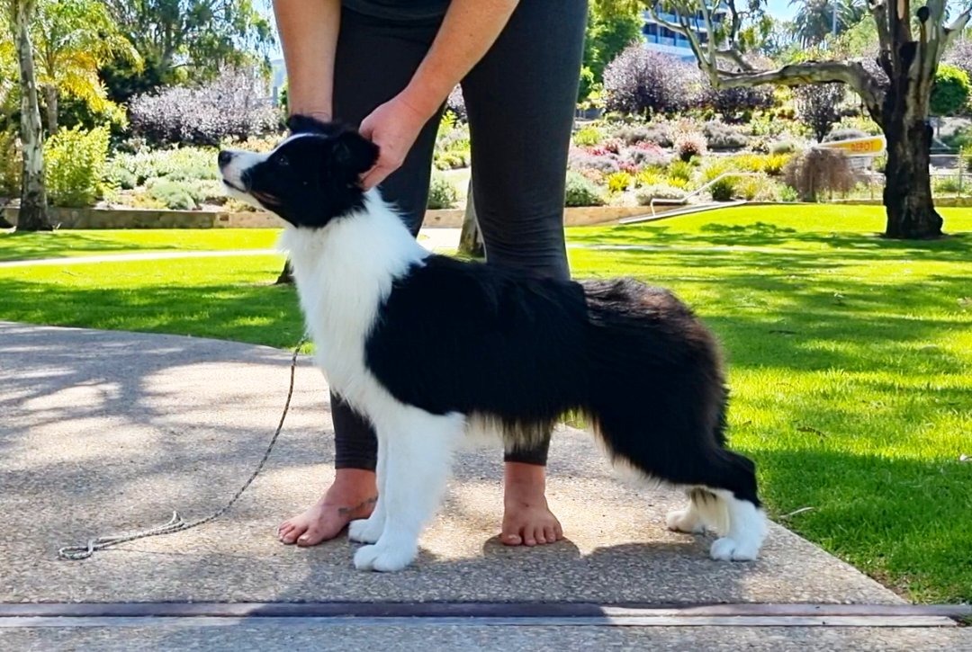 Tiek Moments We Live For Border Collie - Owned by Laura Cole