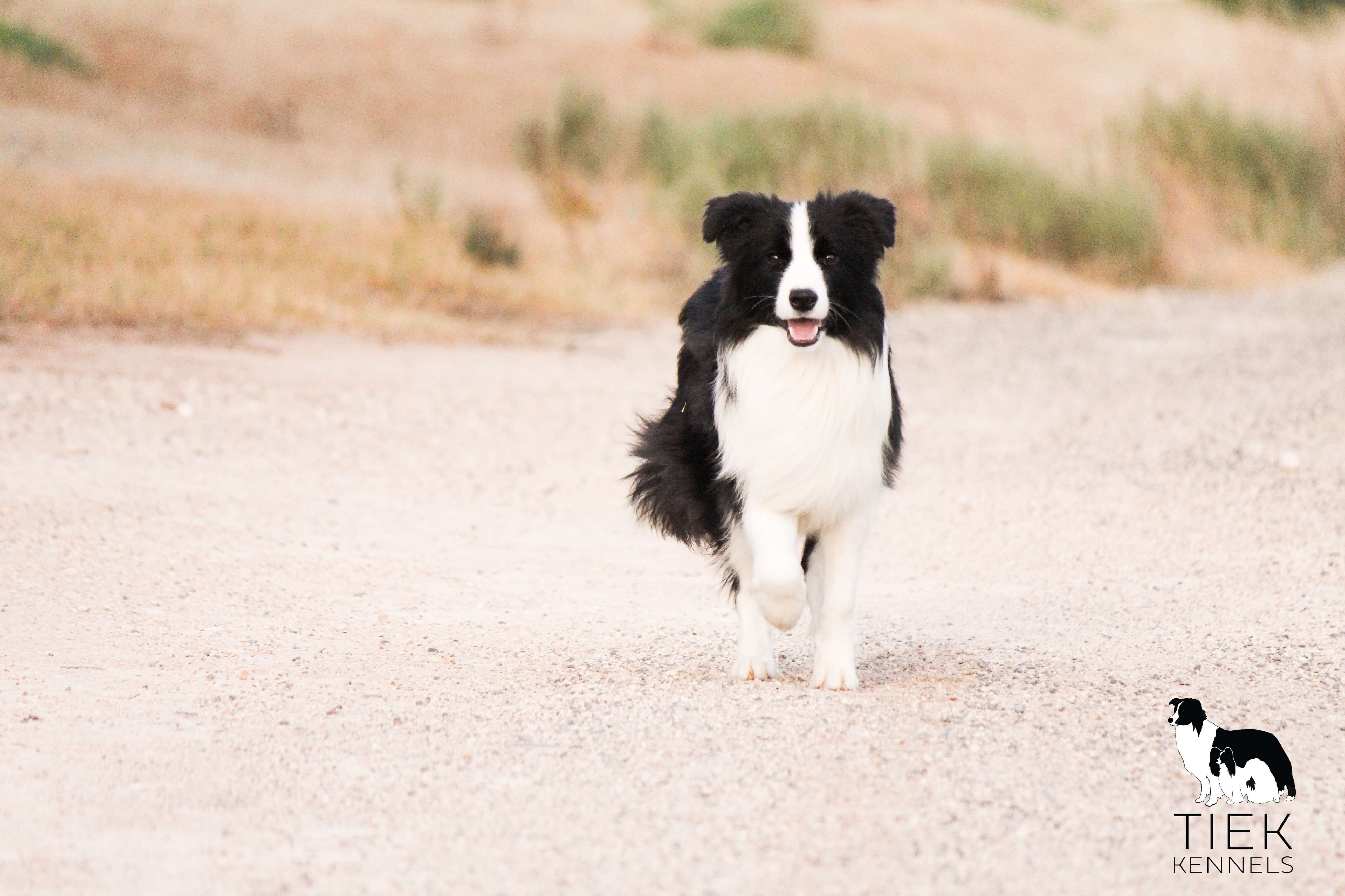 Tiek Moments We Live For Border Collie - Owned by Laura Cole
