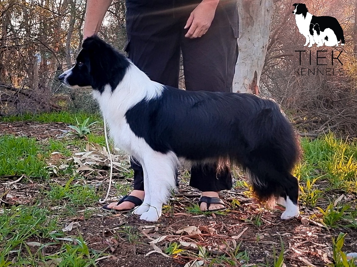 Uttercharm Slay The Masters Border Collie - Owned by Laura Cole