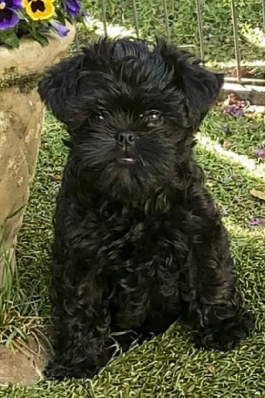 Knightbridge He’s Not The Messiah Affenpinscher - Owned by Robert Clark