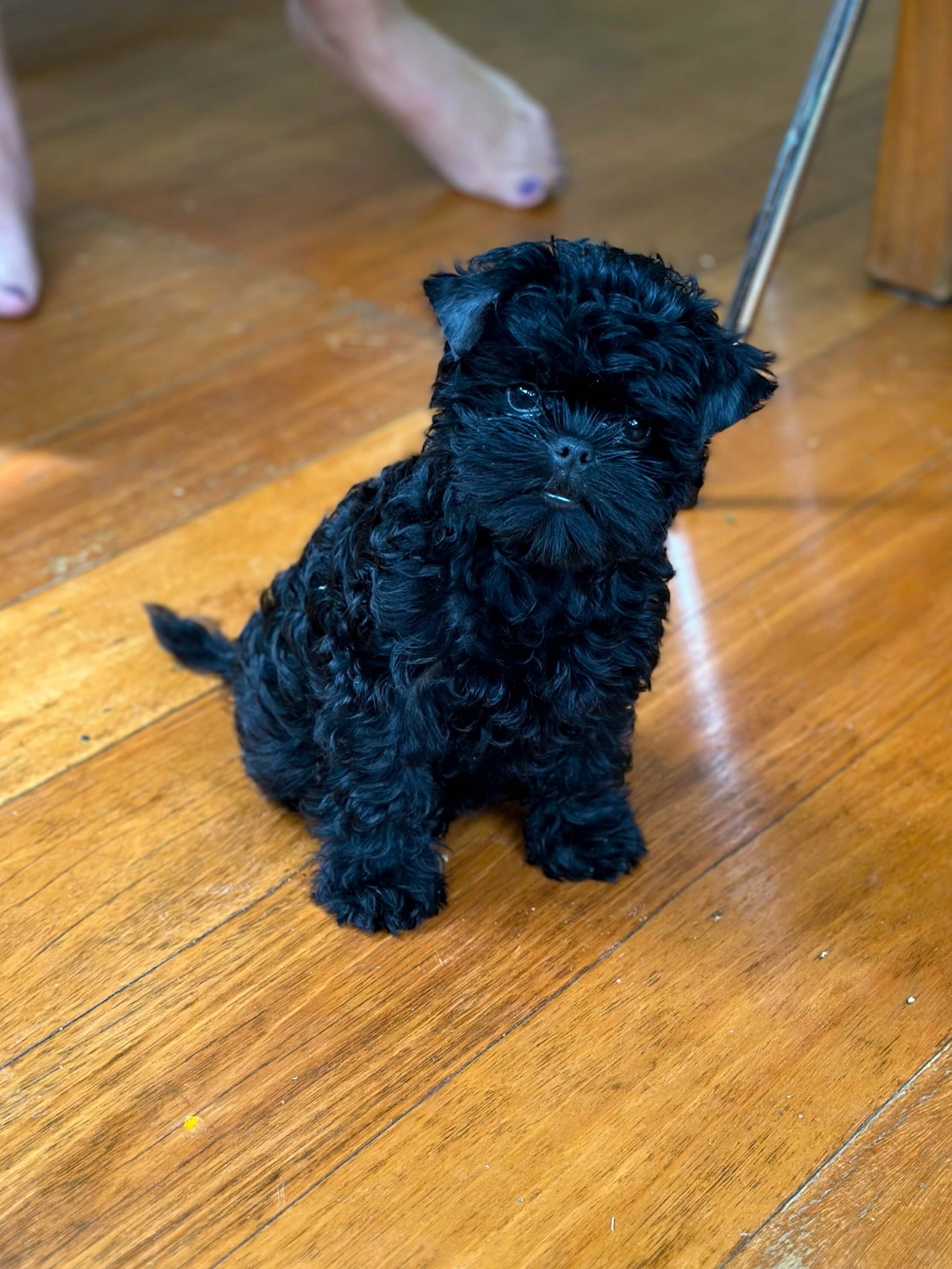 Knightbridge He’s Not The Messiah Affenpinscher - Owned by Robert Clark