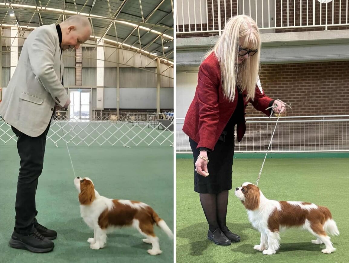 Caribelle Shaken Not Stirred (AI) Cavalier King Charles Spaniel - Owned ...