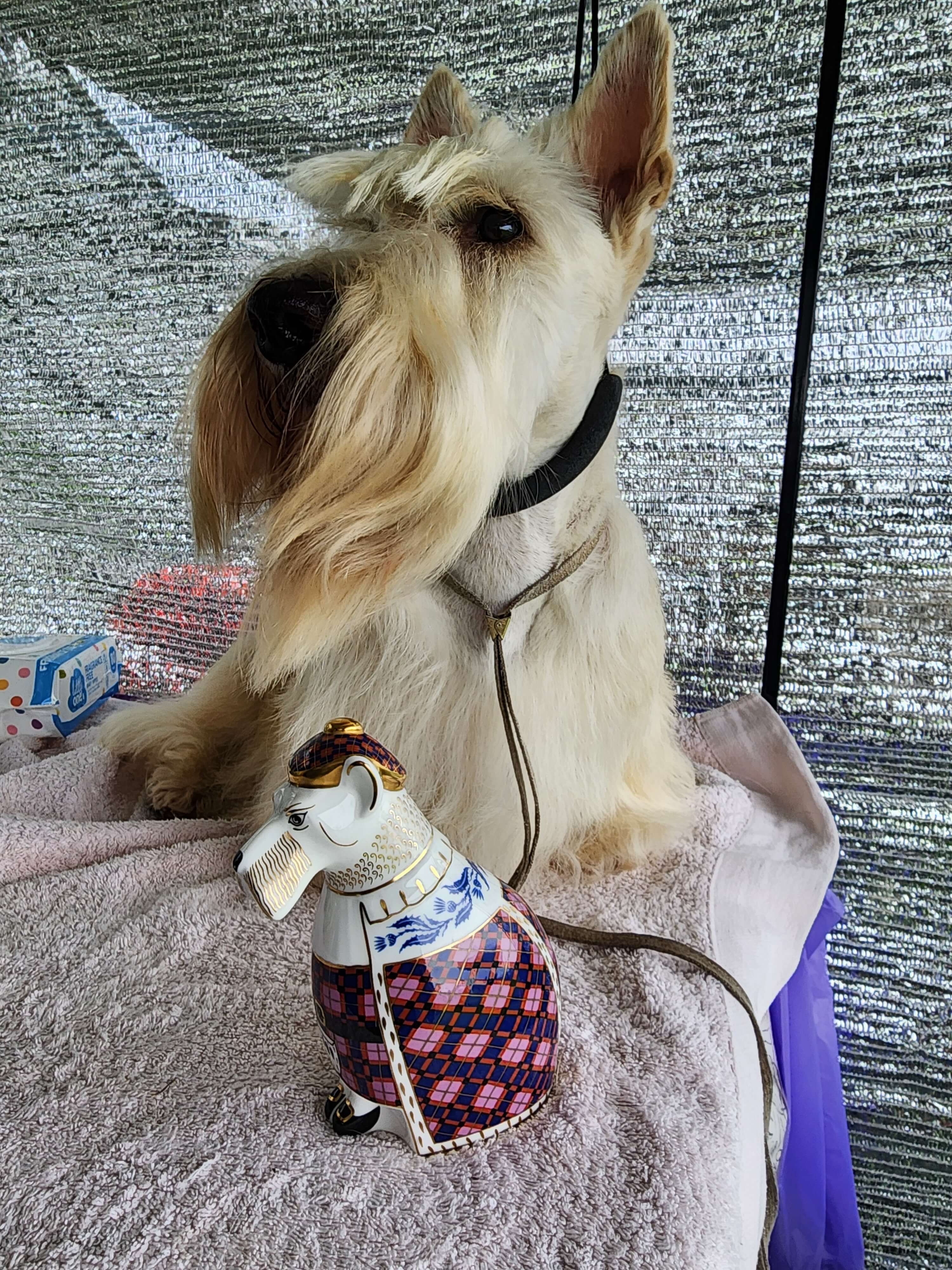 SUP. CH. A2O GR. CH. C.I.B. Upyrkilt Go For Gold Scottish Terrier ...