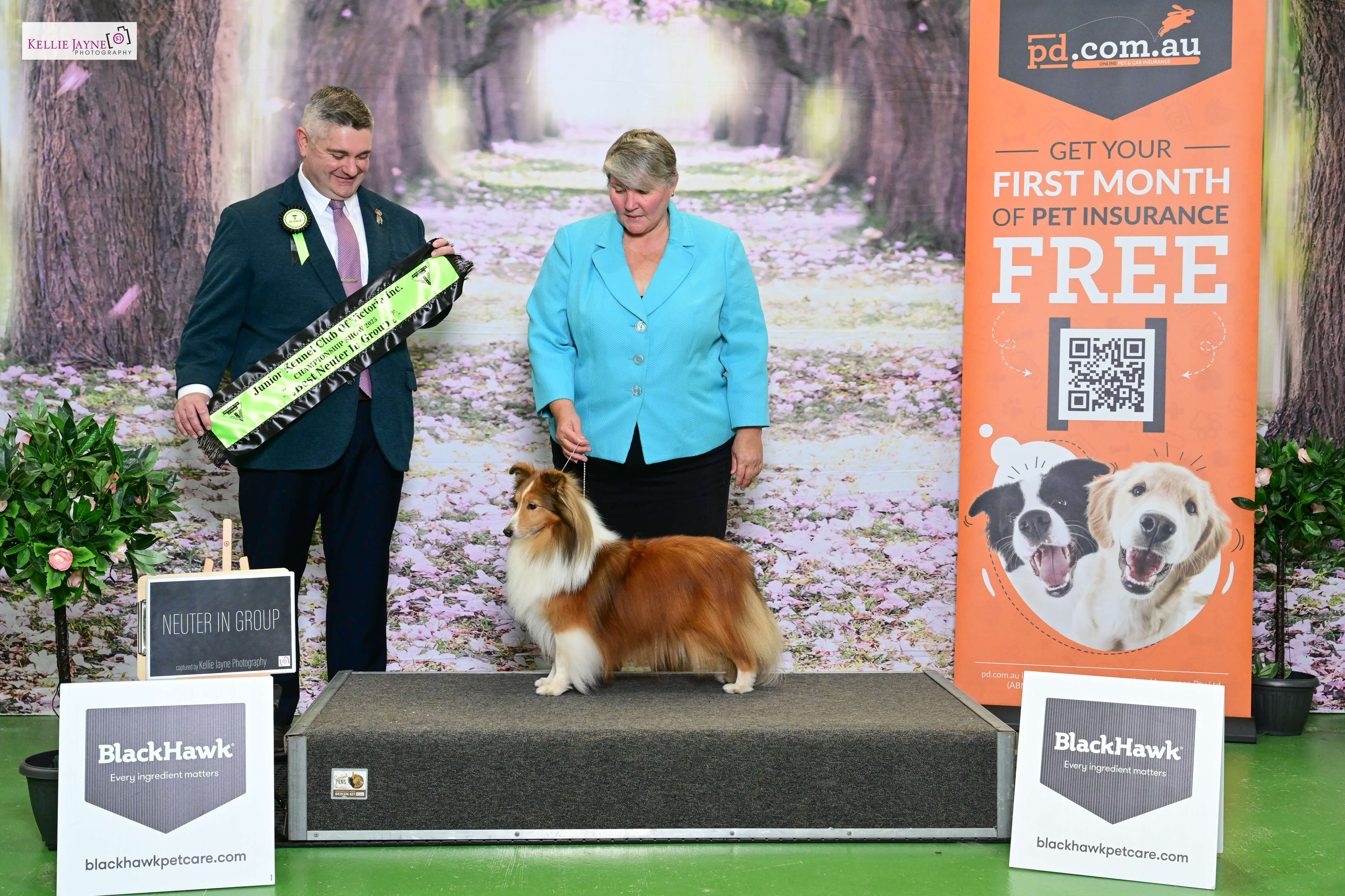 Aust Supreme Champion Sheldow Charlie Brown Shetland Sheepdog - Owned ...