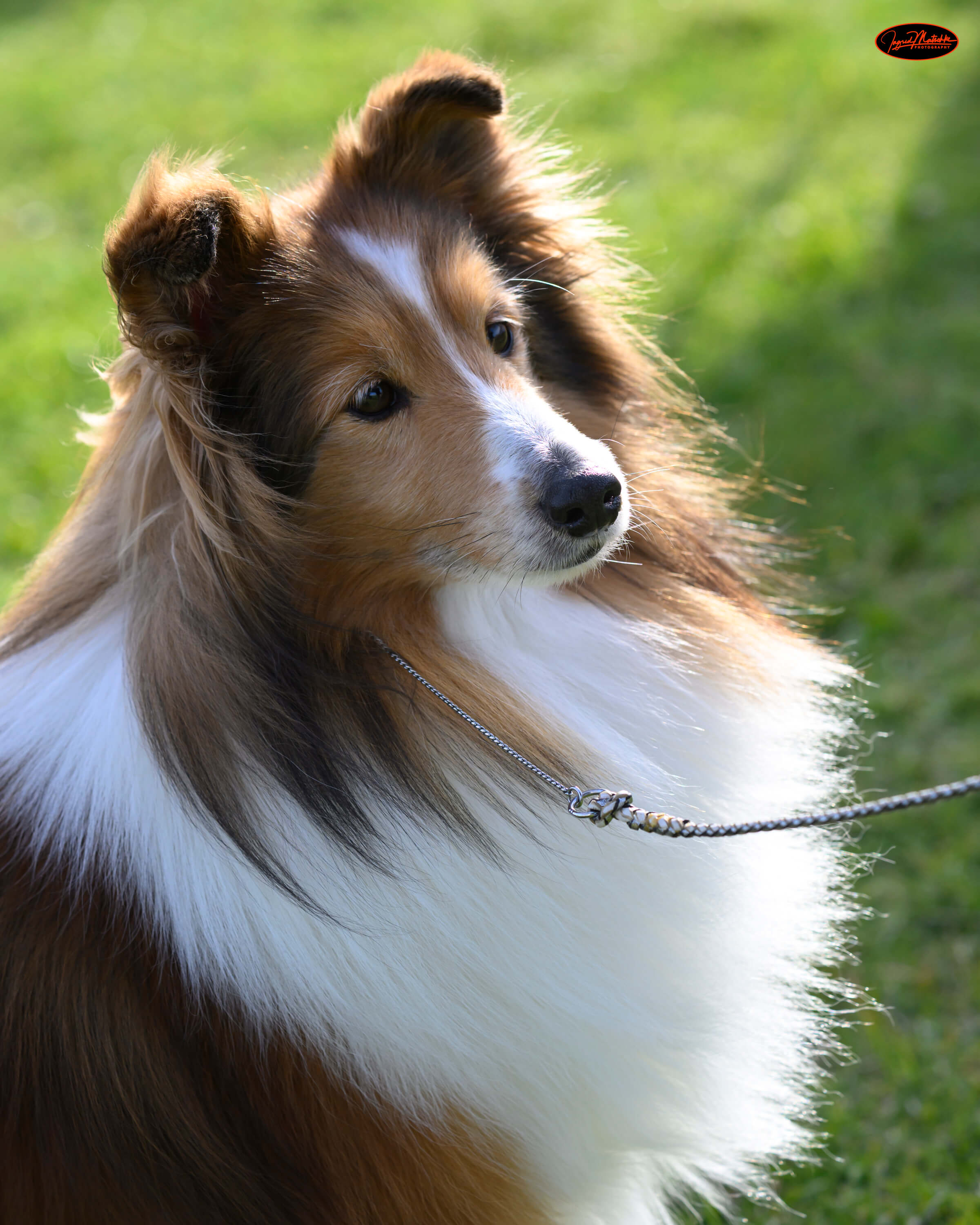 Aust Supreme Champion / Grand Neuter Ch Sheldow Charlie Brown Shetland ...