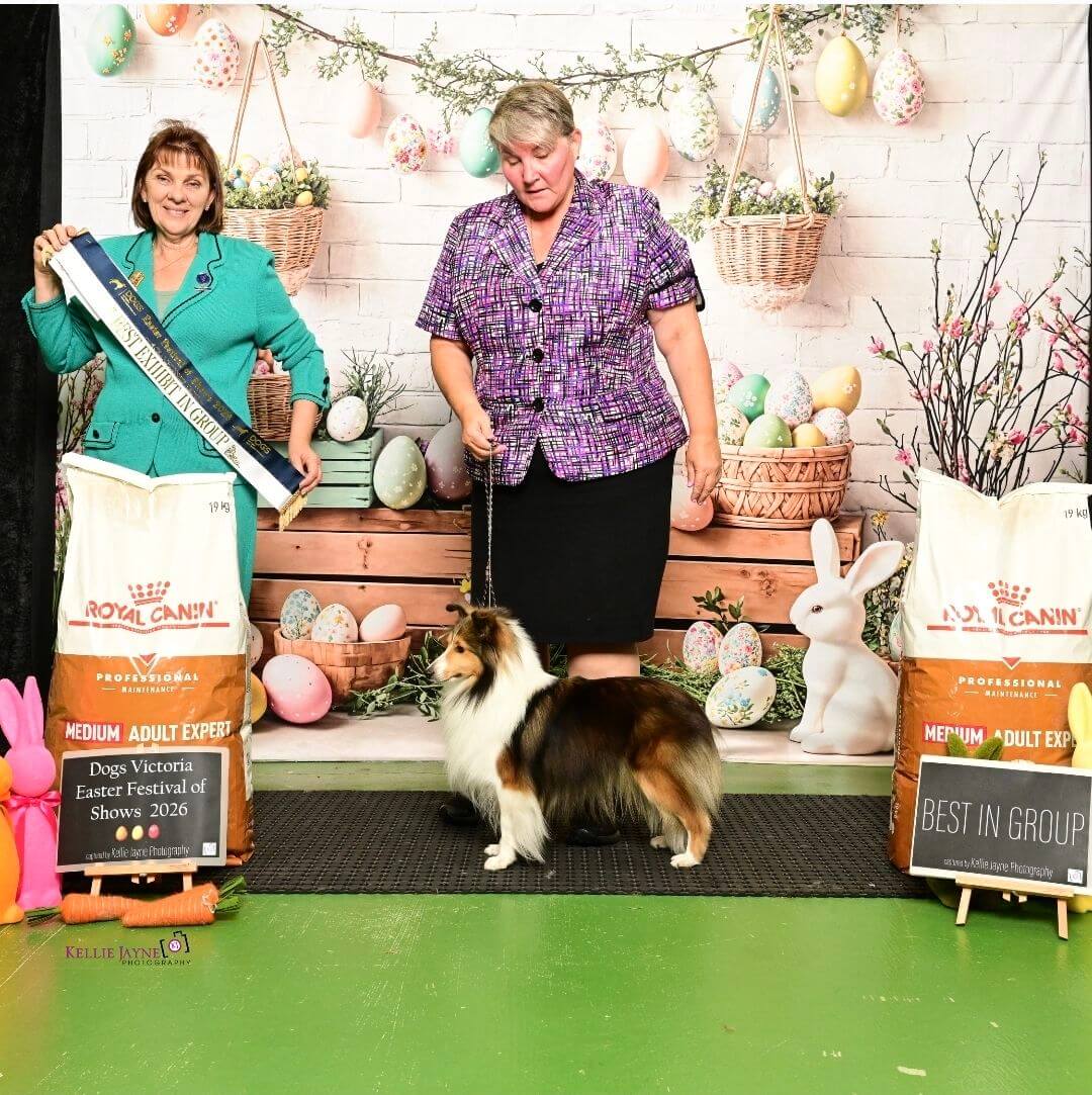 Aust Ch Sharndah Kiss Me Kate Shetland Sheepdog - Owned by Sharndah Knls