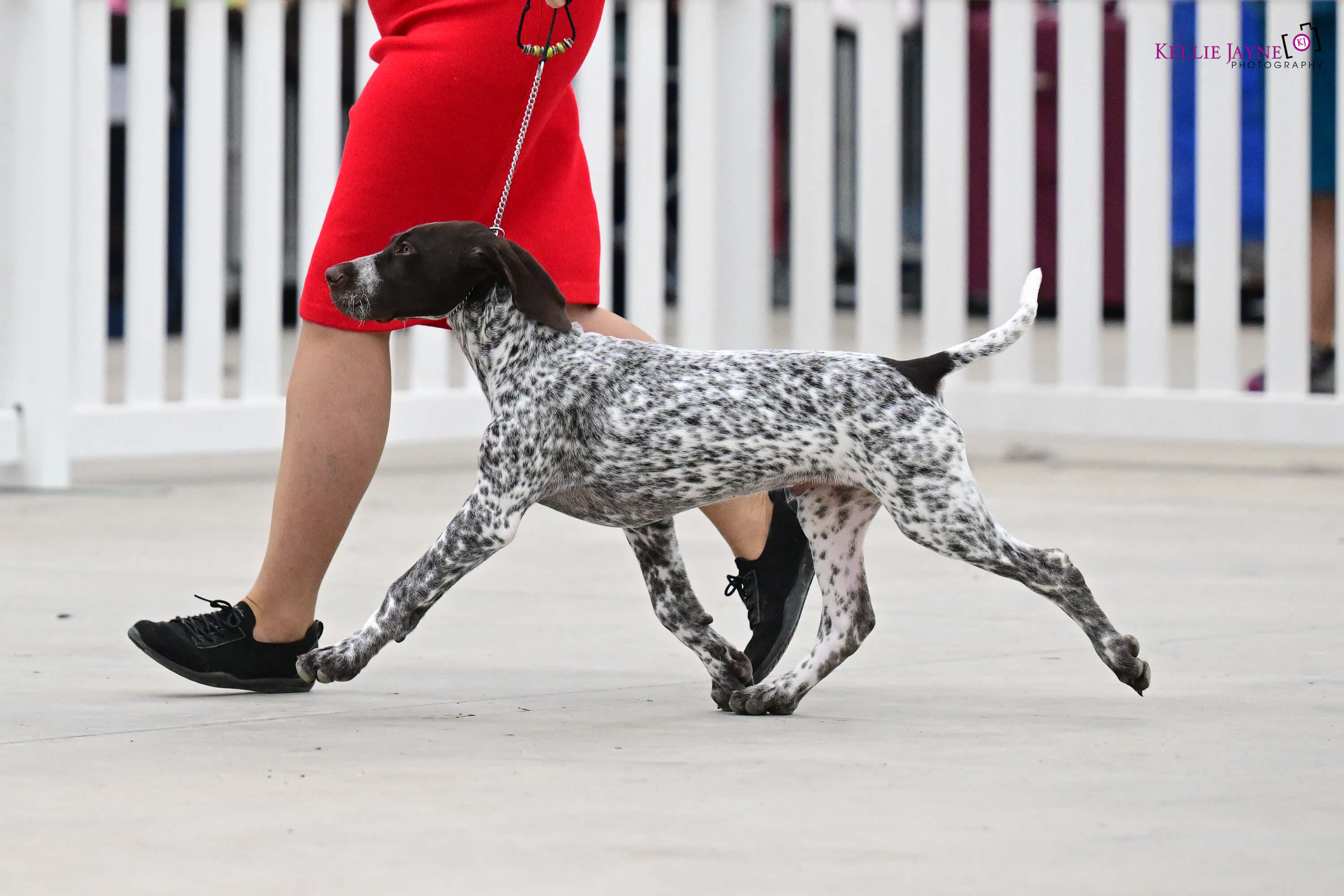 Demorz Dream Big Fly High German Shorthaired Pointer - Owned by Mrs D Moran