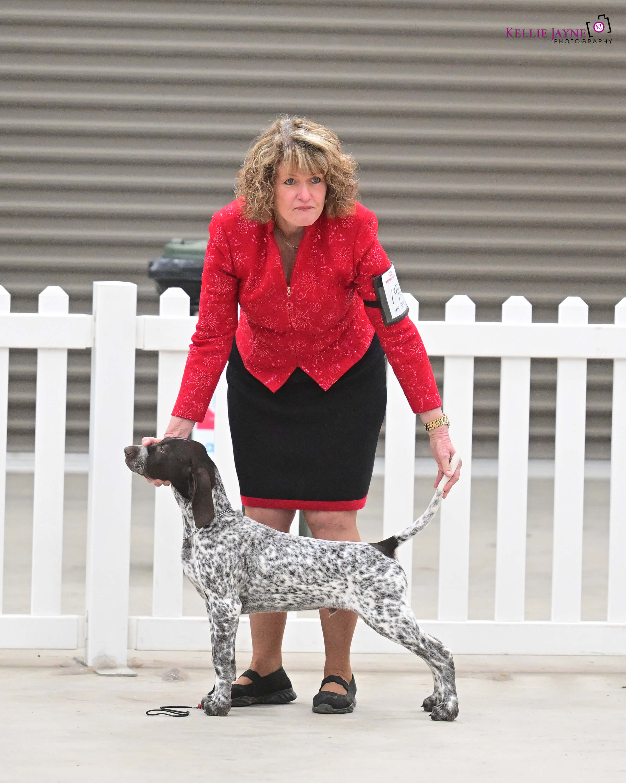 Demorz Dream Big Fly High German Shorthaired Pointer - Owned by Mrs D Moran