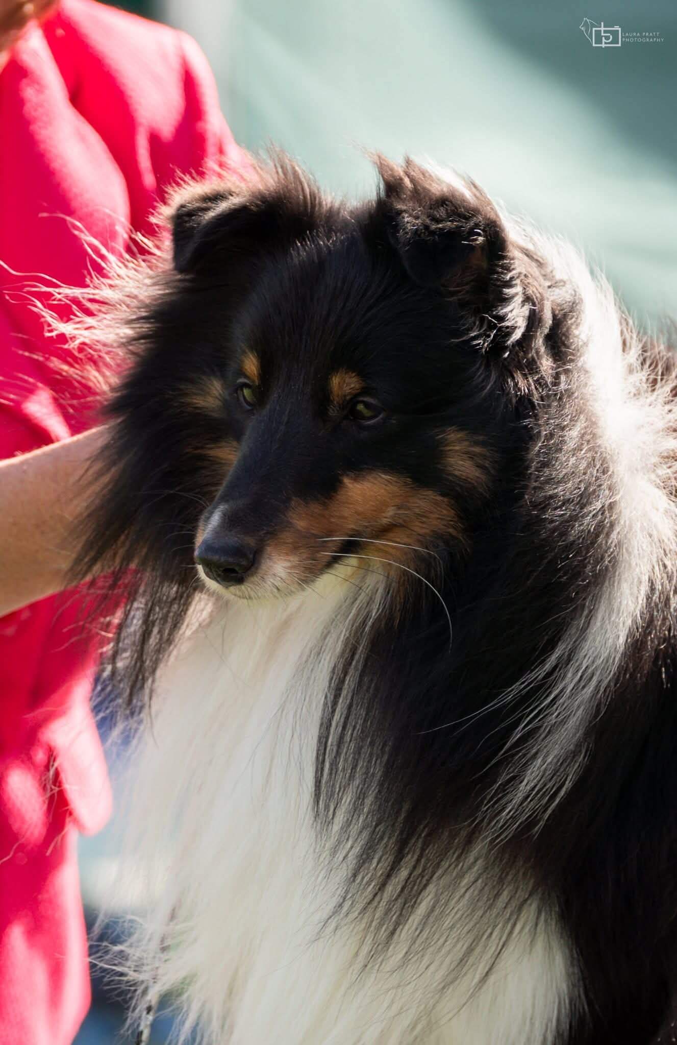 Ch. Shanelg Stop Nsmell Thflowers Shetland Sheepdog - Owned by Chloe Maier