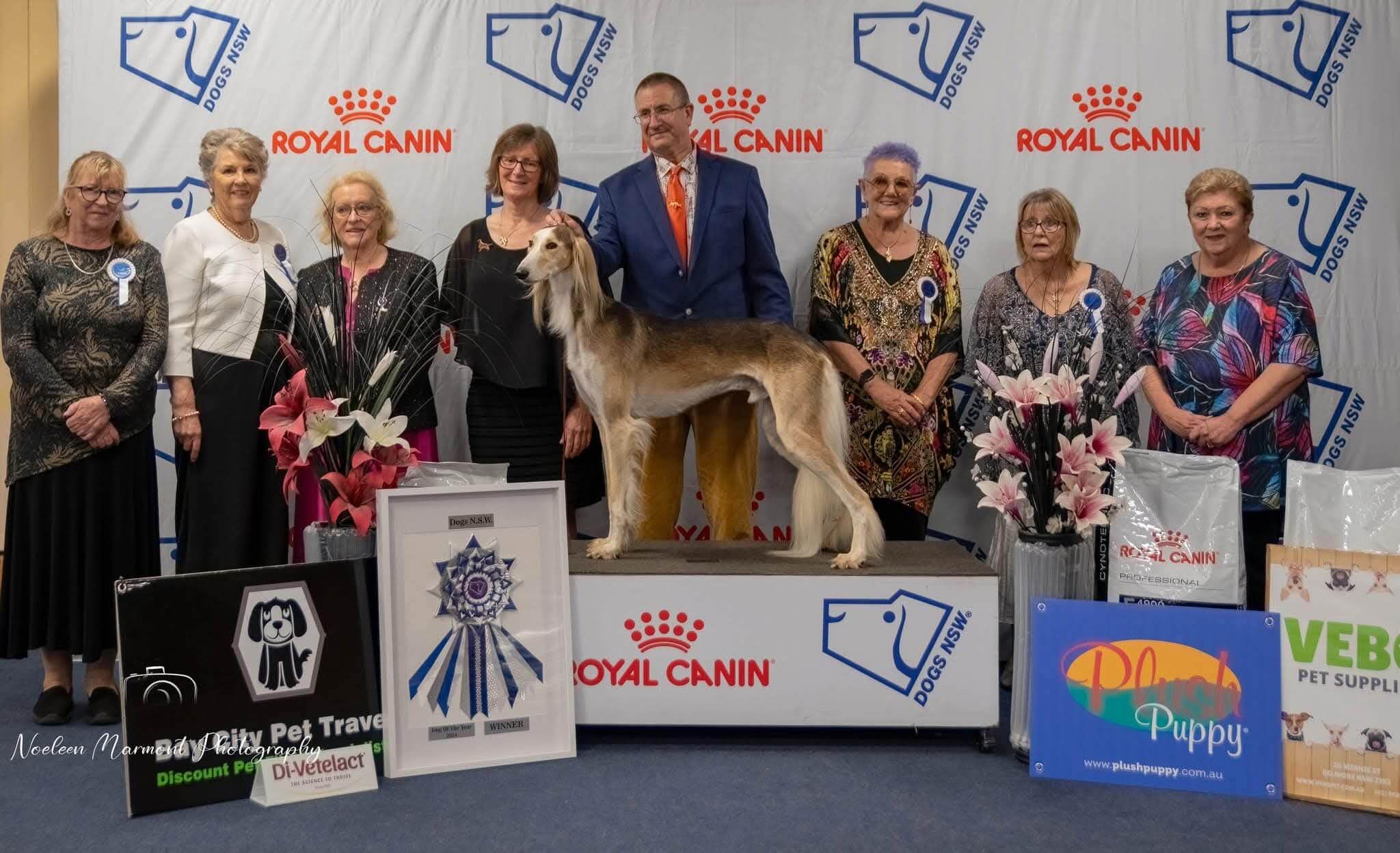 BIS/BISSS Sup Ch Ulmarah For The Thrill Of It (AI) Saluki - Owned by C ...