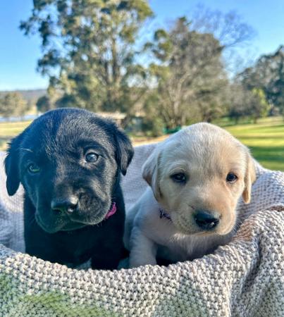 Labrador Retriever Puppies for Sale, NSW