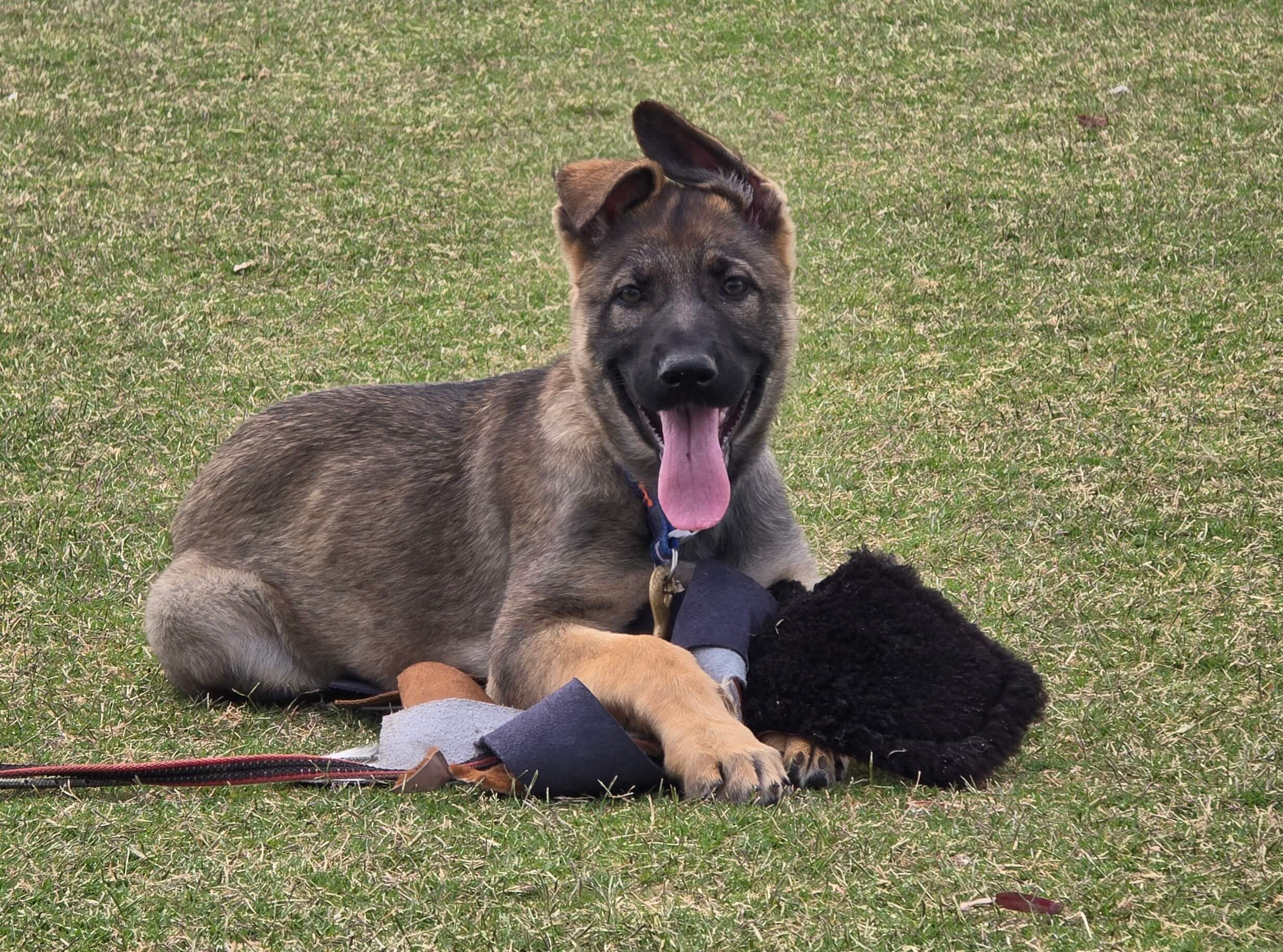 Araali Xandra (AI) German Shepherd Dog - Owned by Daniel Macri