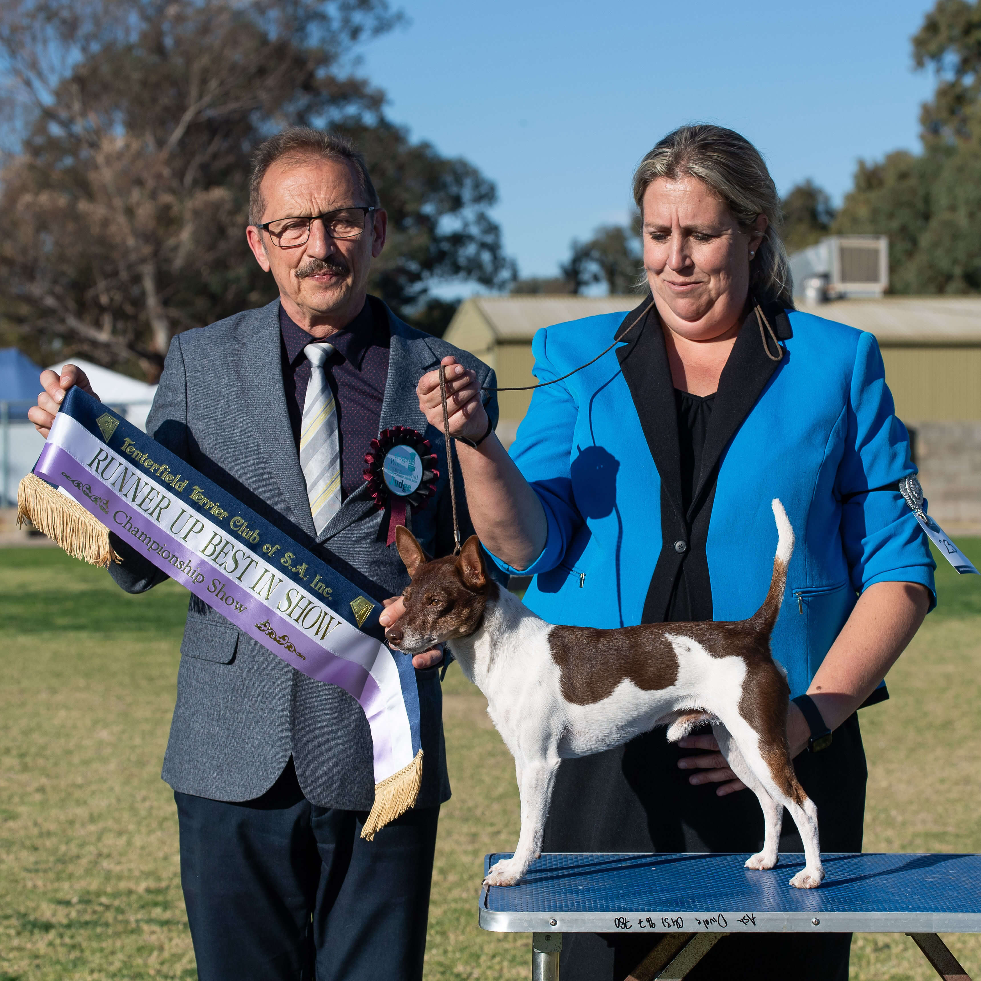 Aust Ch Doubleg on the Rock Tenterfield Terrier - Owned by Mrs L ...