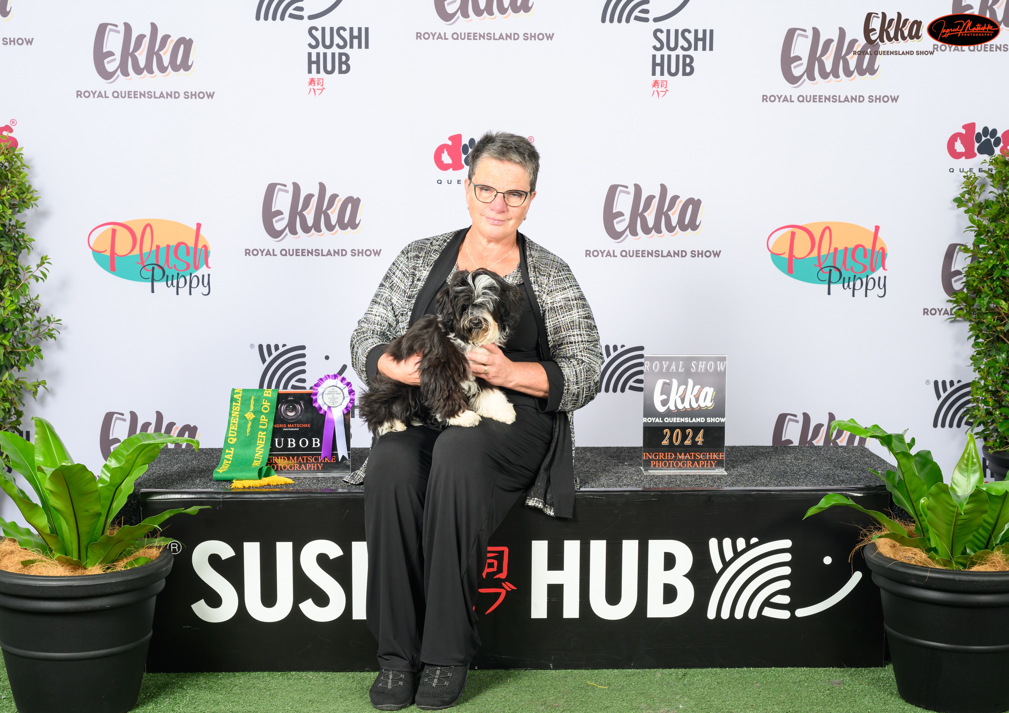 Shellbears Sway My Way Havanese - Owned by Mrs A L Lay