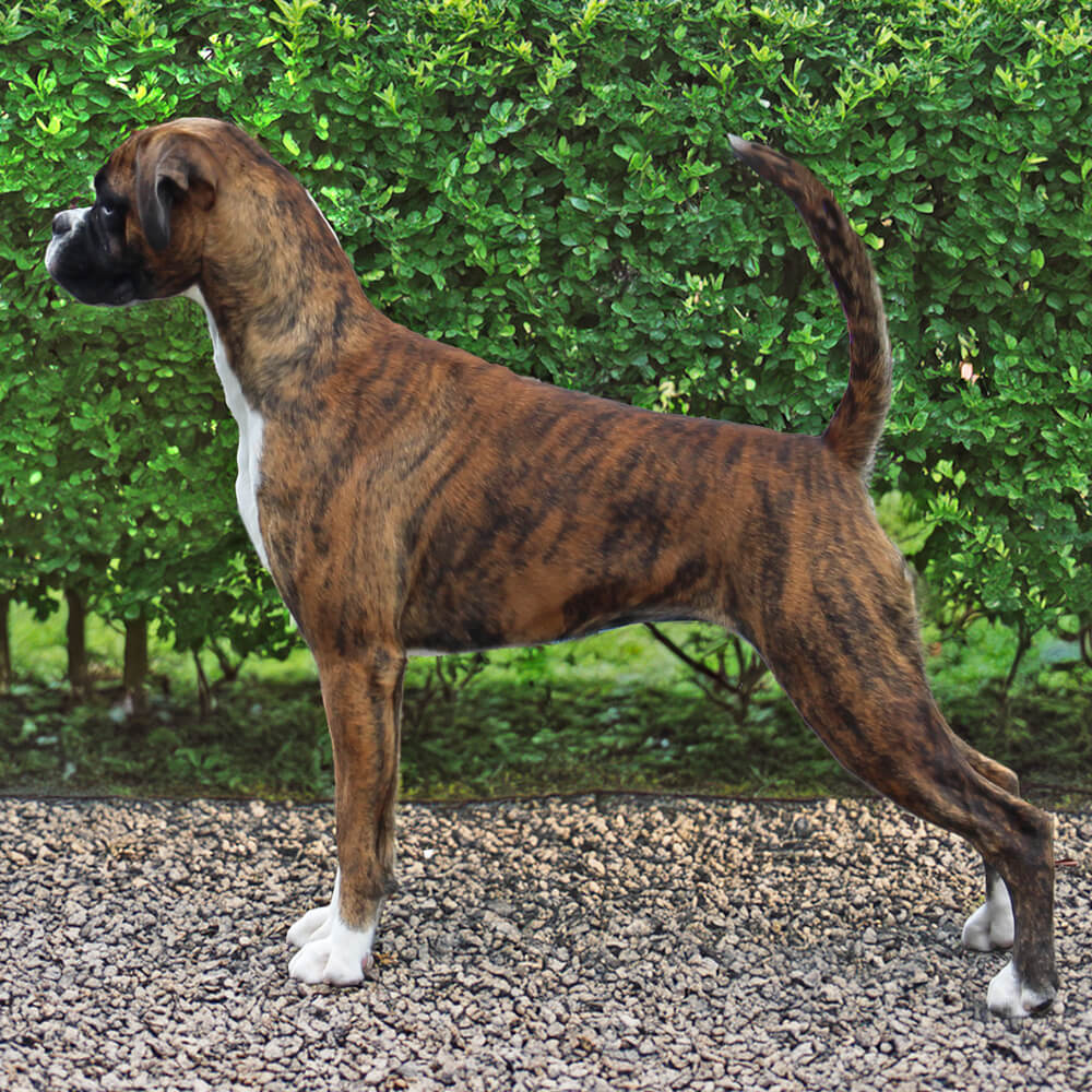 Ch Binbella Touch of Spice at Kesdar Boxer - Owned by Jen Davis & Helen ...