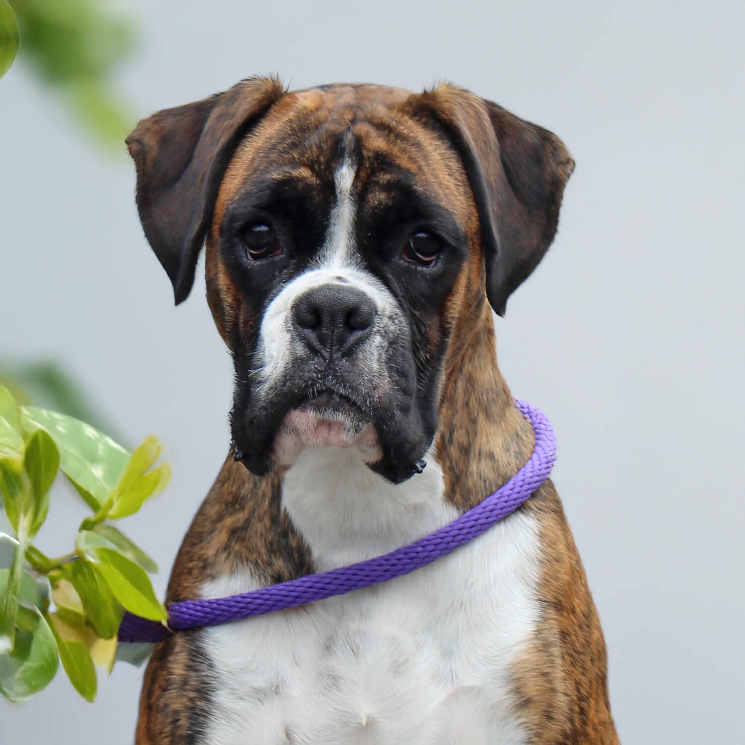 Ch Binbella Touch of Spice at Kesdar Boxer - Owned by Jen Davis & Helen ...