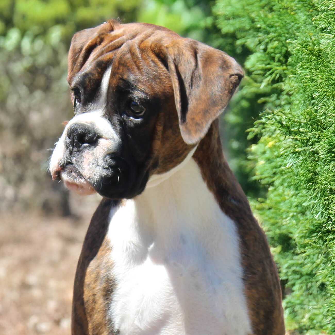 Champion Kesdar Ode To Winter Boxer - Owned by Jen Davis & Helen Keele