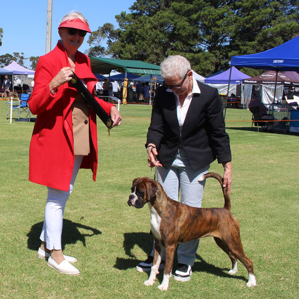 Champion Kesdar Ode To Winter Boxer - Owned by Jen Davis & Helen Keele