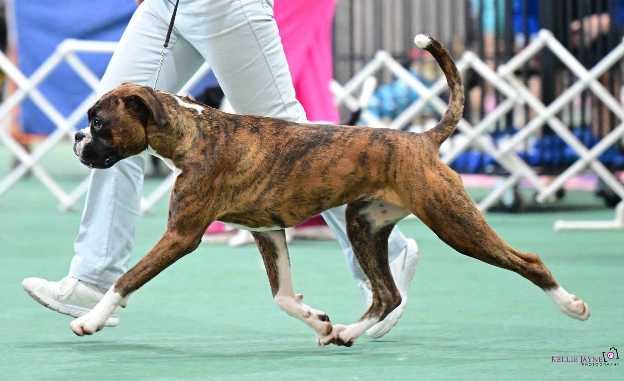 Champion Kesdar Ode To Winter Boxer - Owned by Jen Davis & Helen Keele