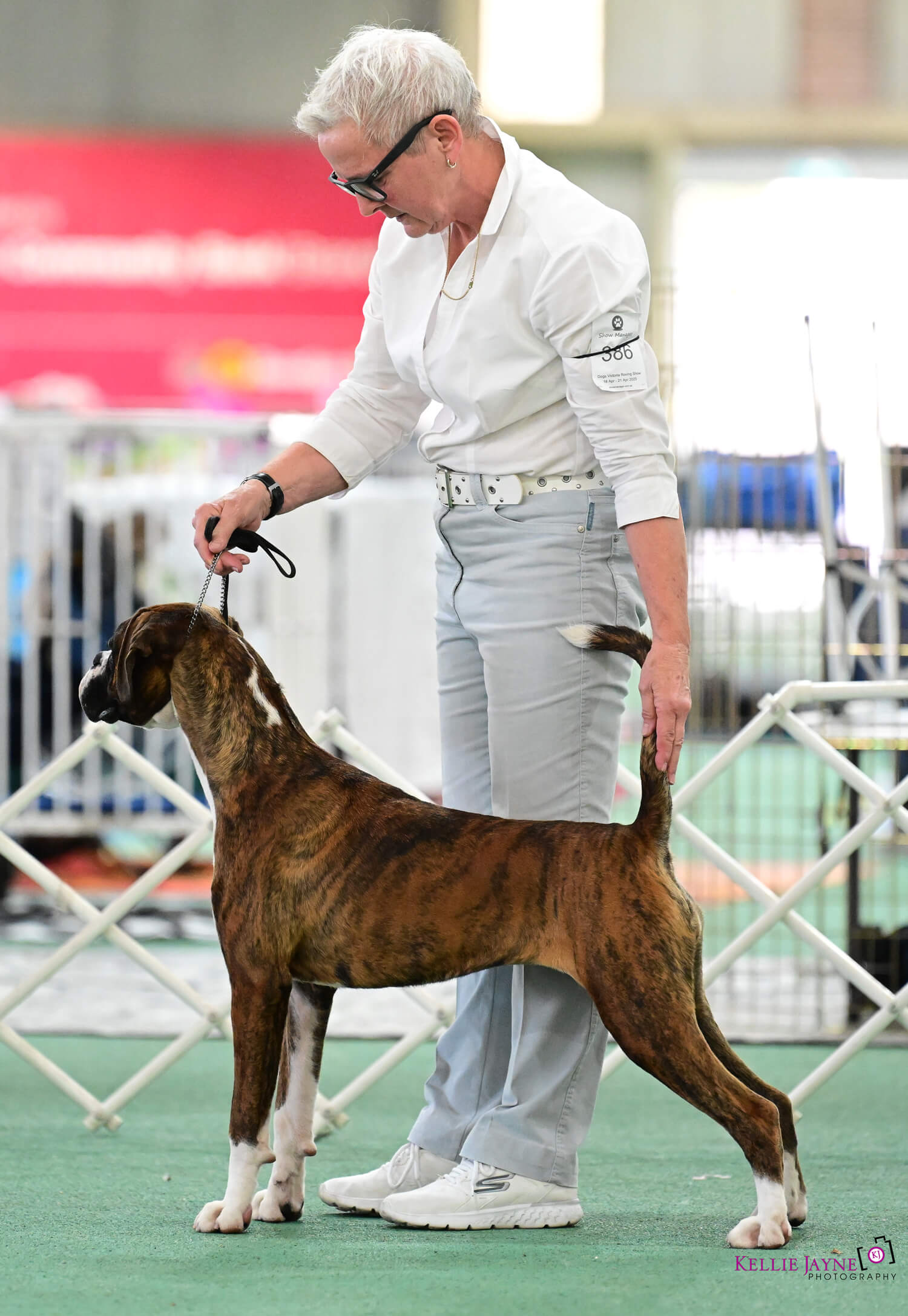 Champion Kesdar Ode To Winter Boxer - Owned by Jen Davis & Helen Keele