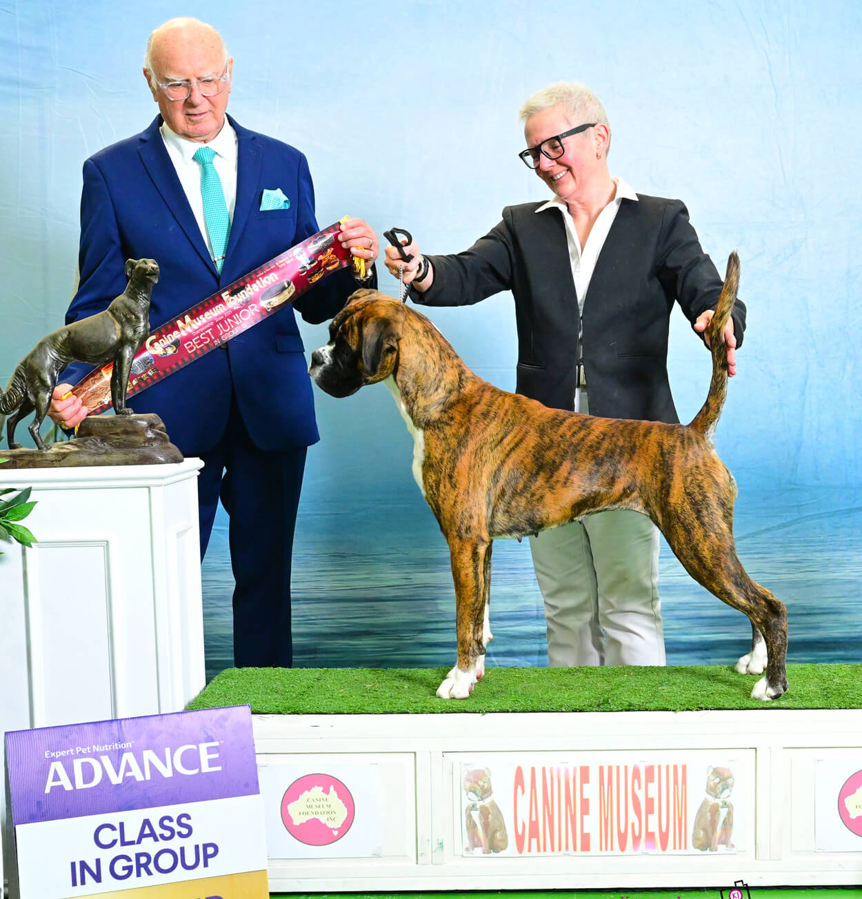 Ch Binbella Touch of Spice at Kesdar Boxer - Owned by Jen Davis & Helen ...